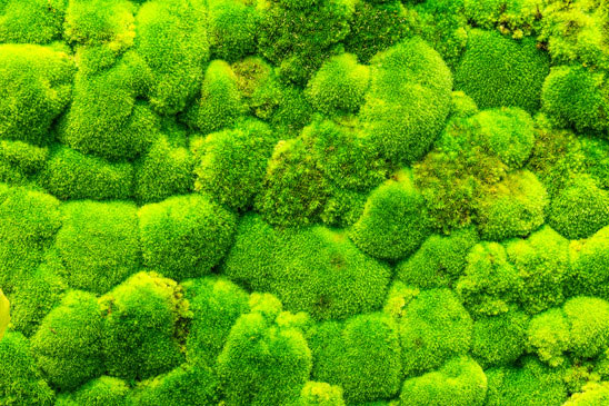 Moosbilder & Mooswände natürliche Deko, die besondere Raumdekoration